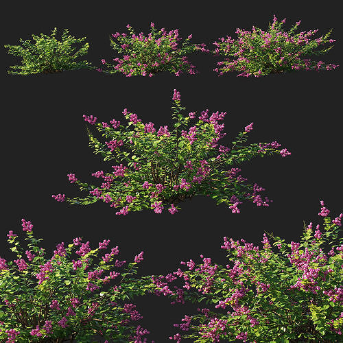 Symphoricarpos berry bush 3D model rigged | CGTrader