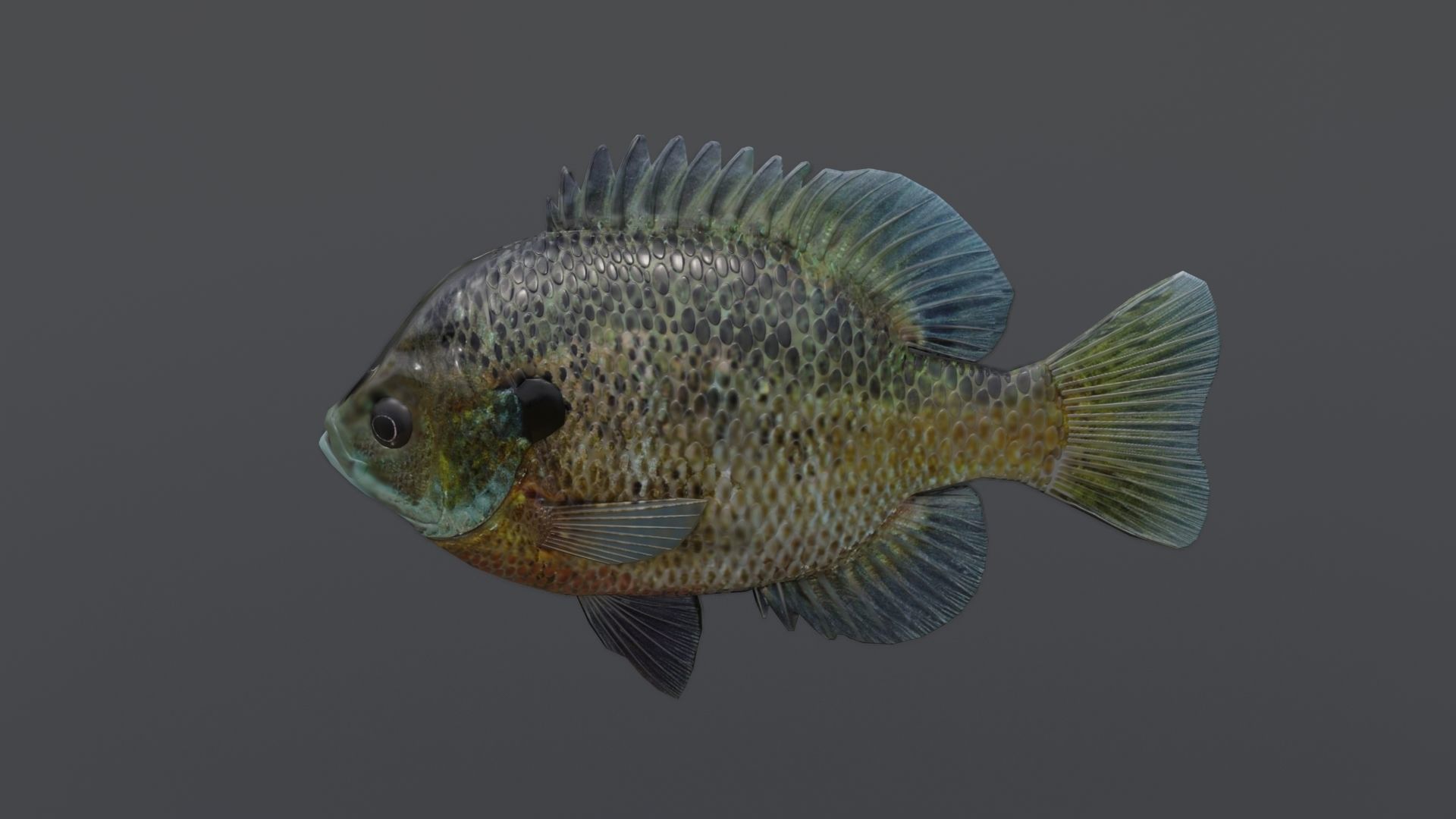 3D model Bluegill Fish VR / AR / low-poly | CGTrader