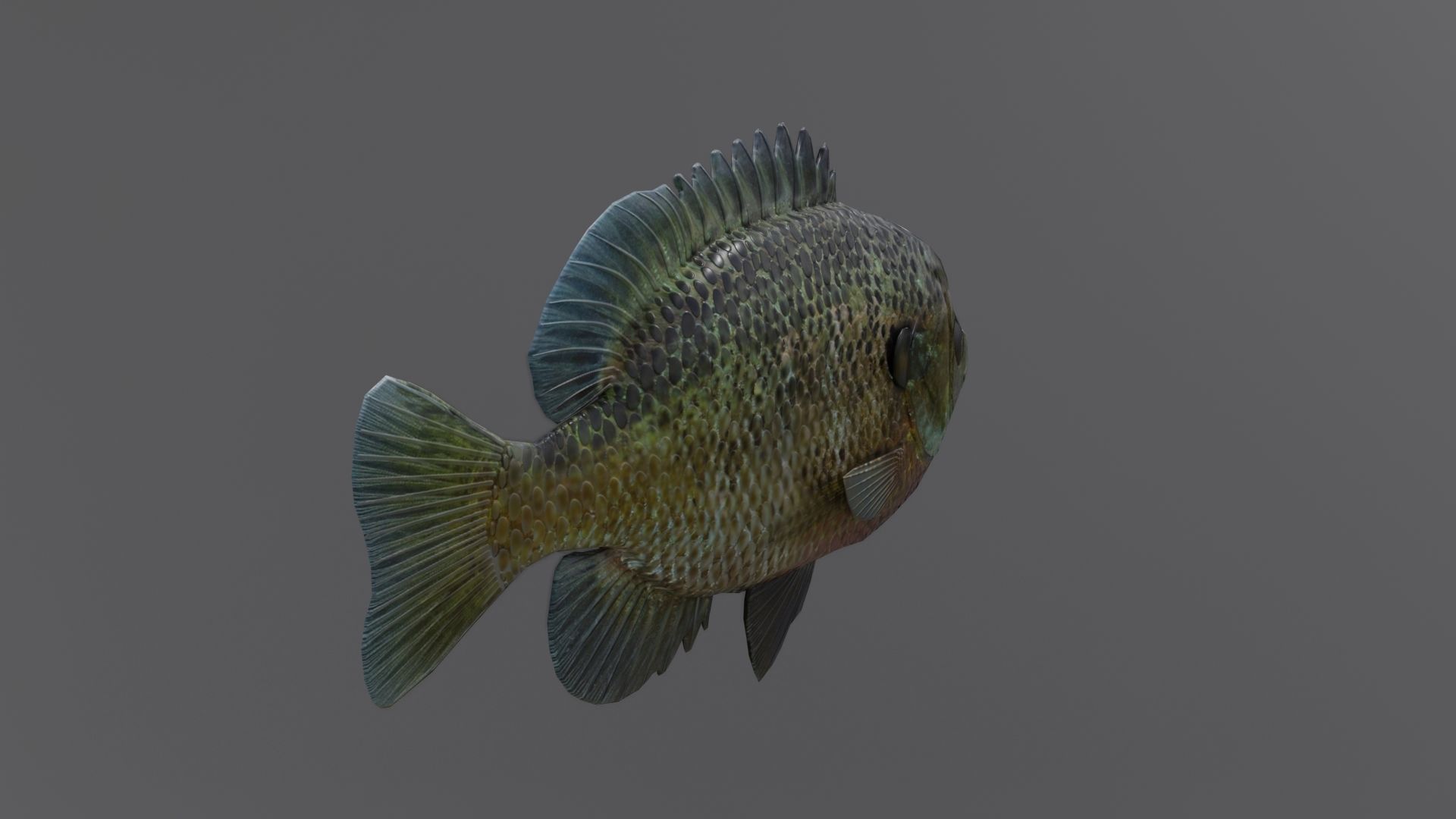3D model Bluegill Fish VR / AR / low-poly | CGTrader