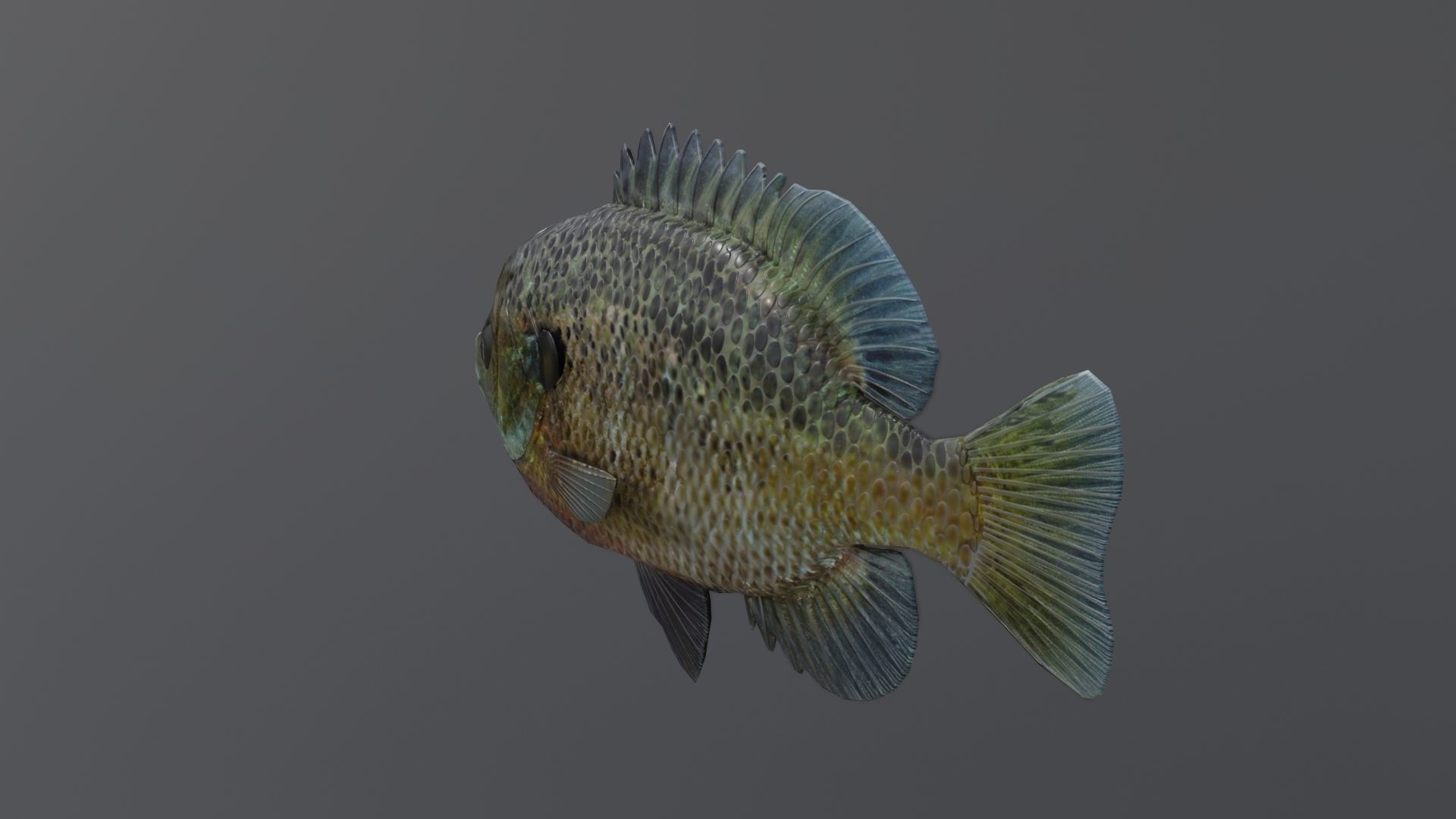 3D model Bluegill Fish VR / AR / low-poly | CGTrader