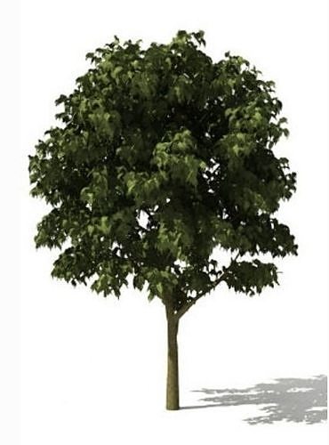 TREE 3D MODEL FREE free 3D model | CGTrader