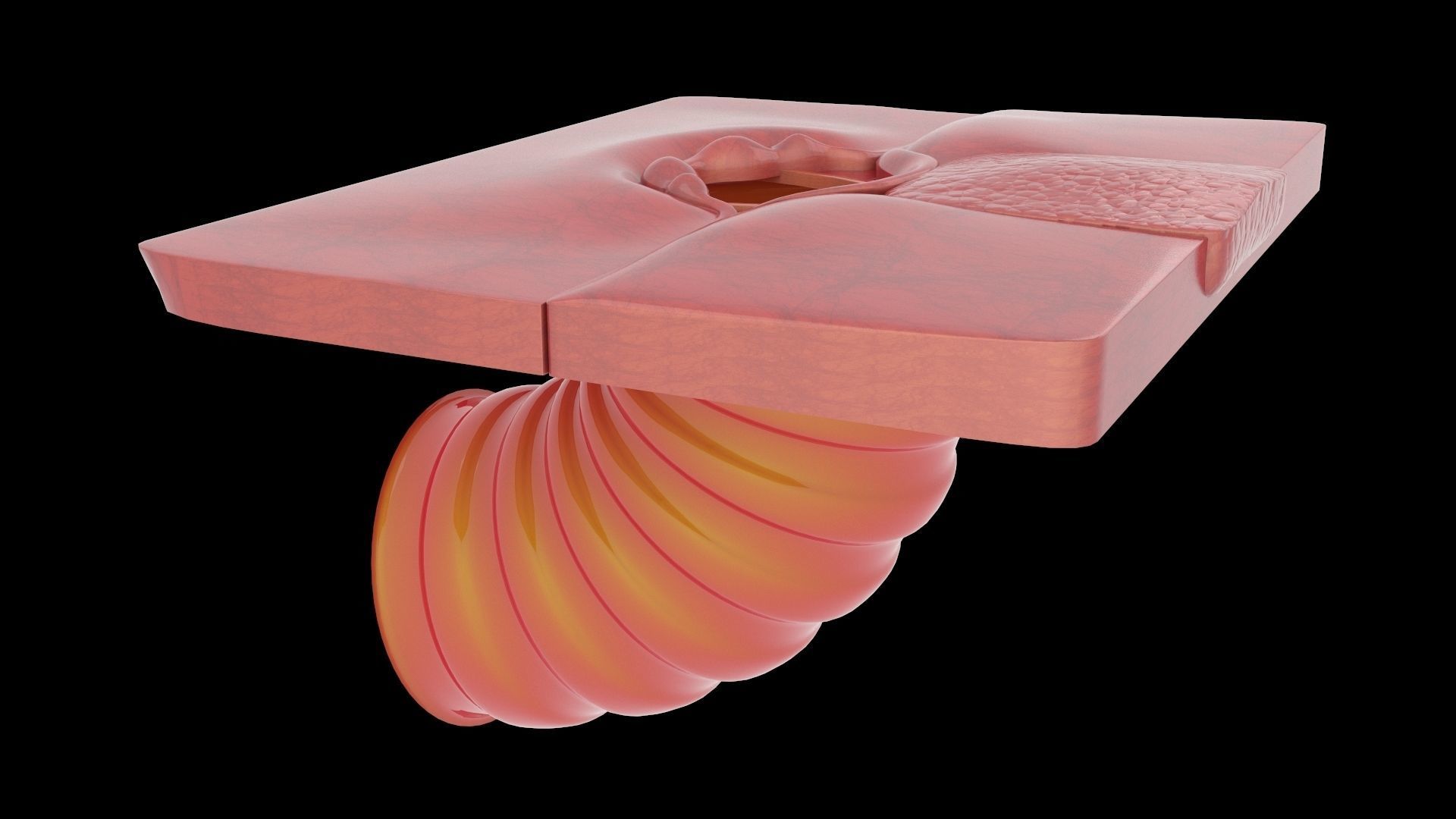 Larynx vocal cord 3D model animated | CGTrader