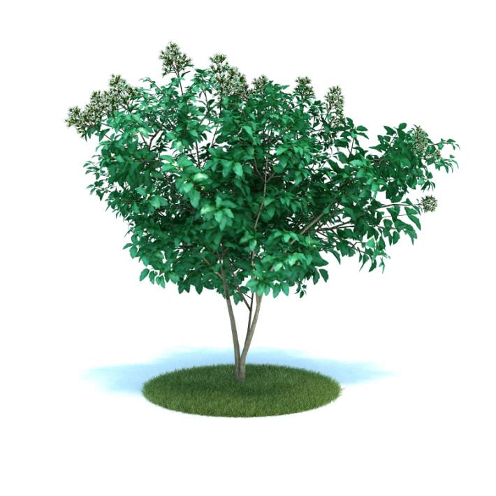 Green Leafy Tree 3D model | CGTrader