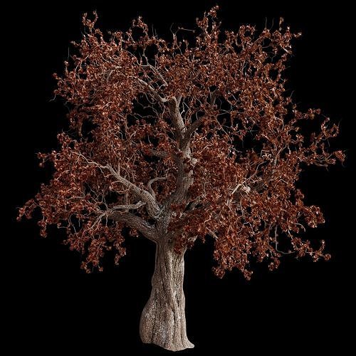 red maple tree free 3D model | CGTrader