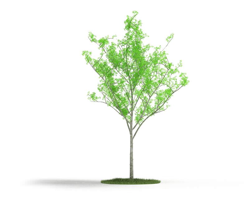 Thin Green Leaf Tree 3D model | CGTrader
