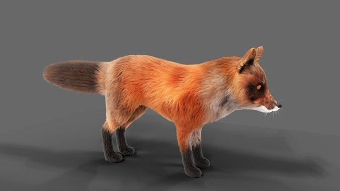 3D model Hair Fur Red Fox VR / AR / low-poly | CGTrader