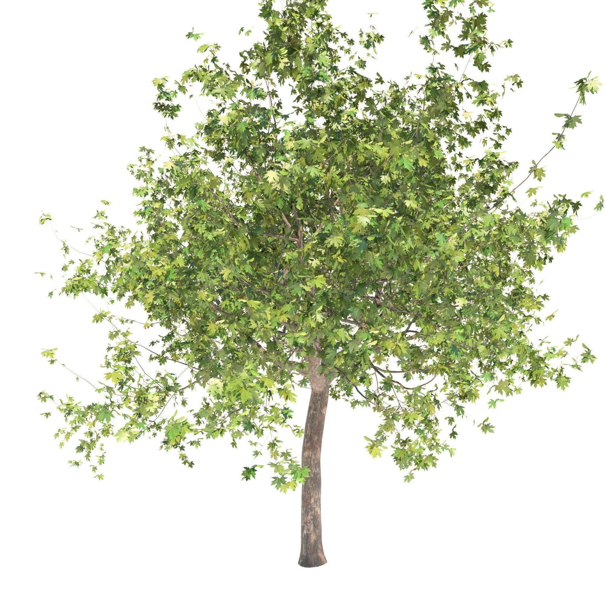 Maple tree 3D model | CGTrader