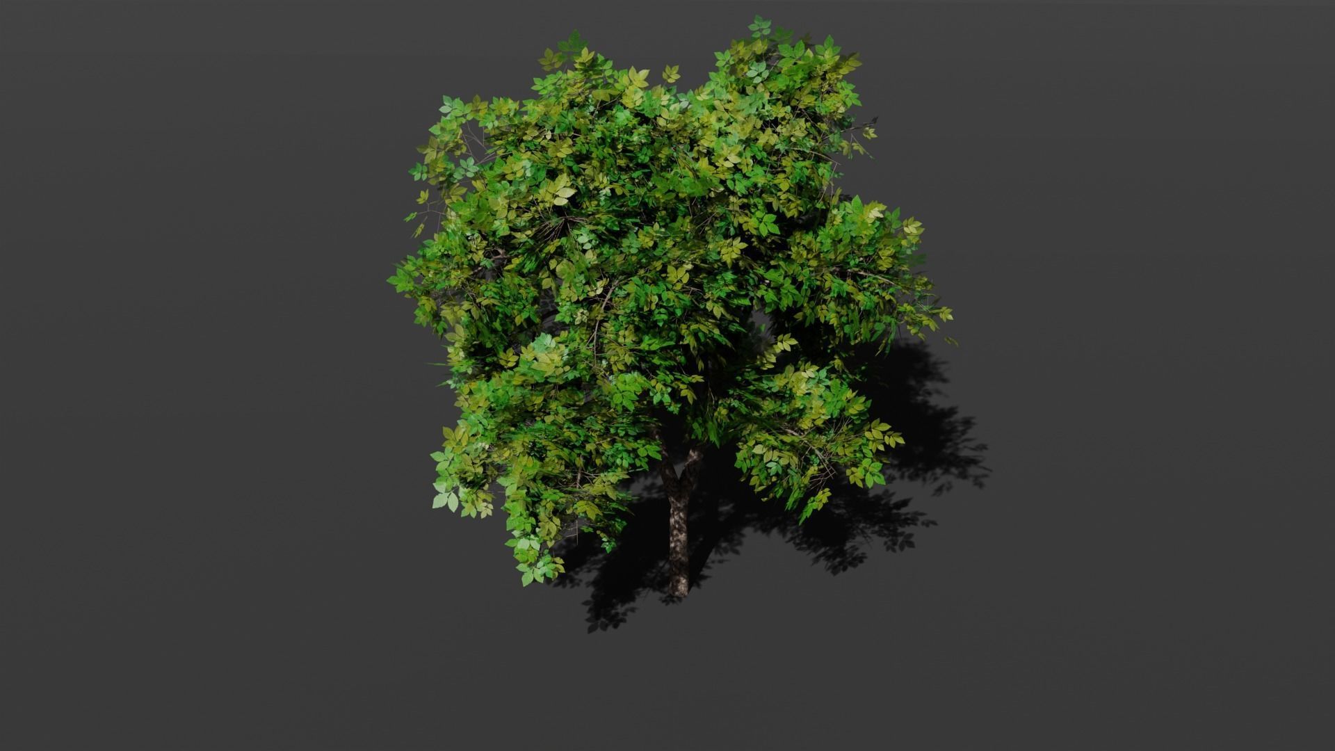 Tree plant free 3D model | CGTrader