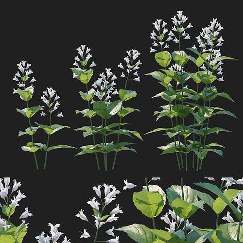 Prairie Penstemon 3D model | CGTrader
