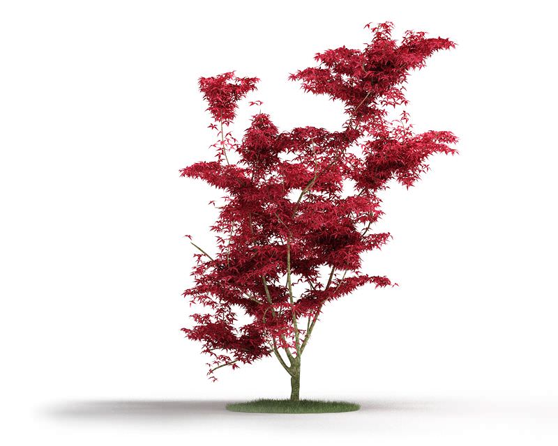 Red Leafed Tree 3D model | CGTrader