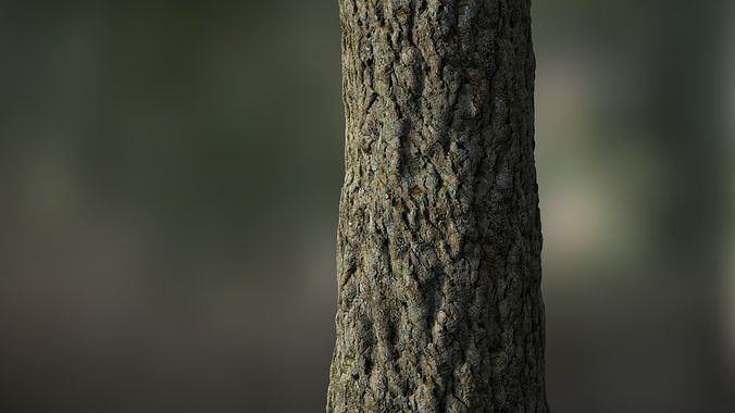 Texture Tree Bark Seamless 10 VR / AR / low-poly | CGTrader