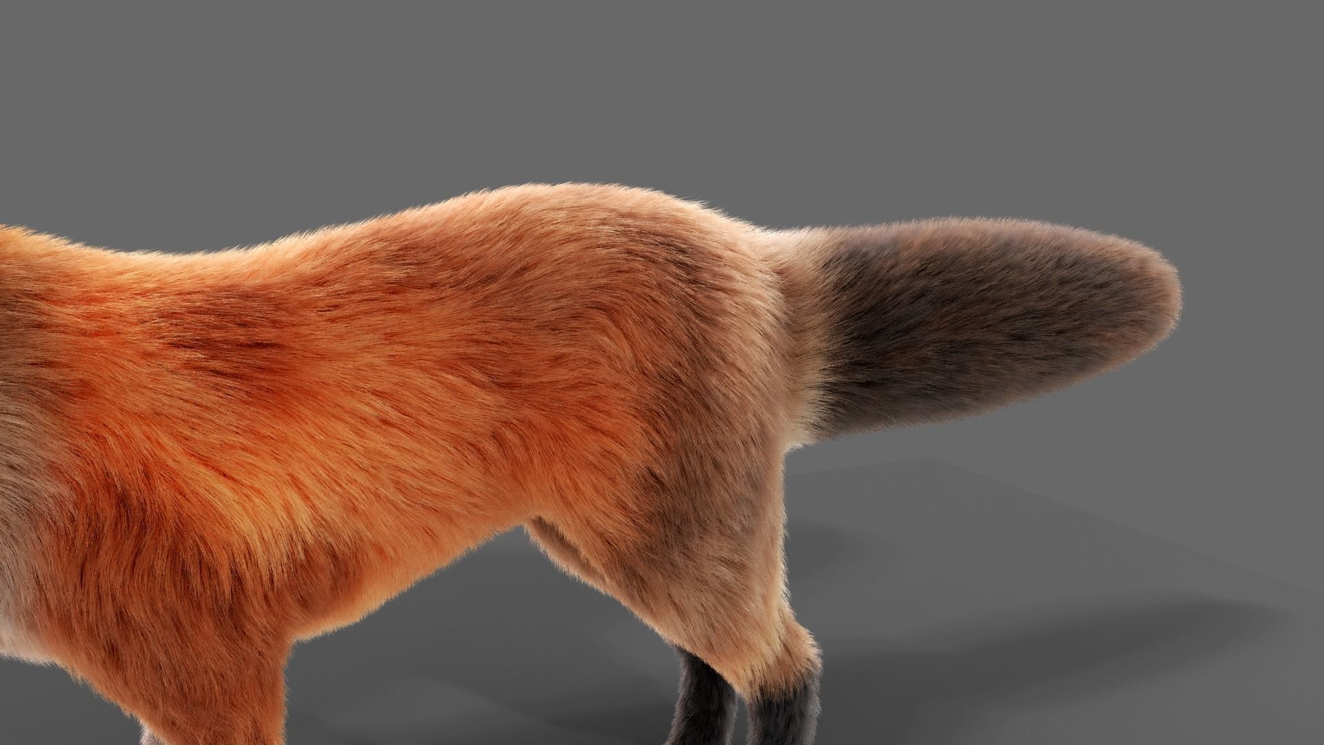 3D model Fur Fox Rigged 01 VR / AR / low-poly rigged | CGTrader