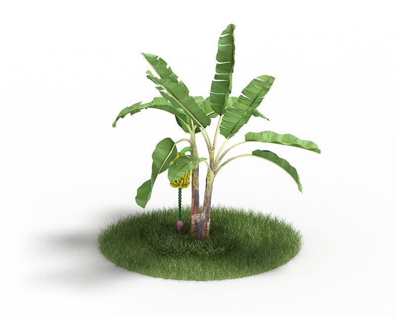 Plant On Grass Musa Acuminata 3D model | CGTrader