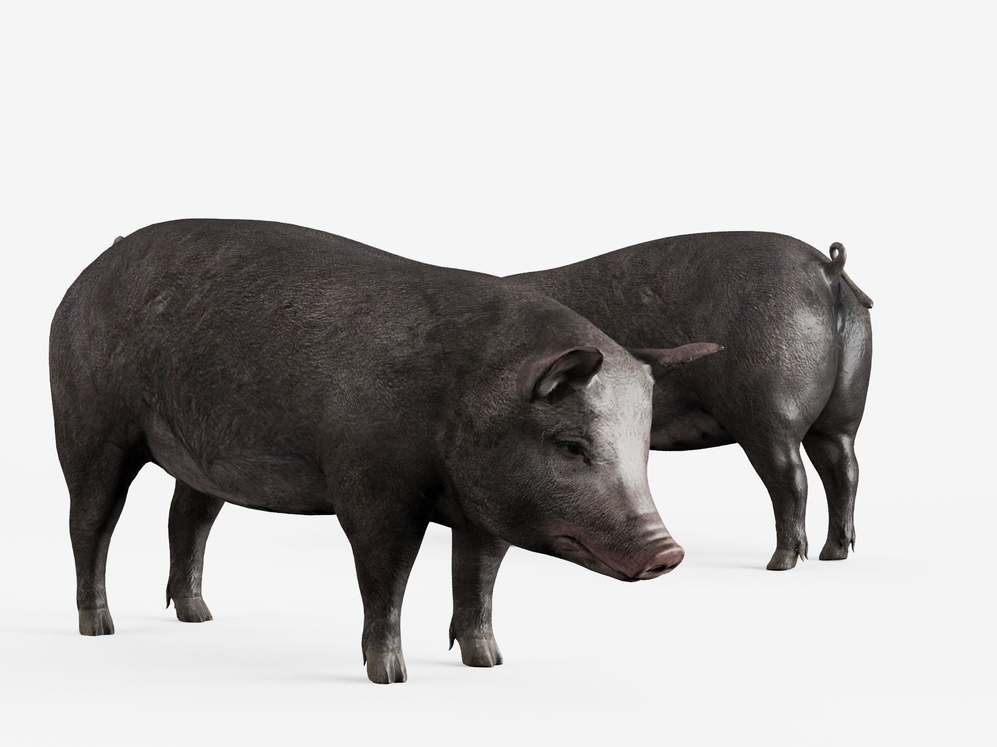 3D model lowpoly pig VR / AR / low-poly | CGTrader