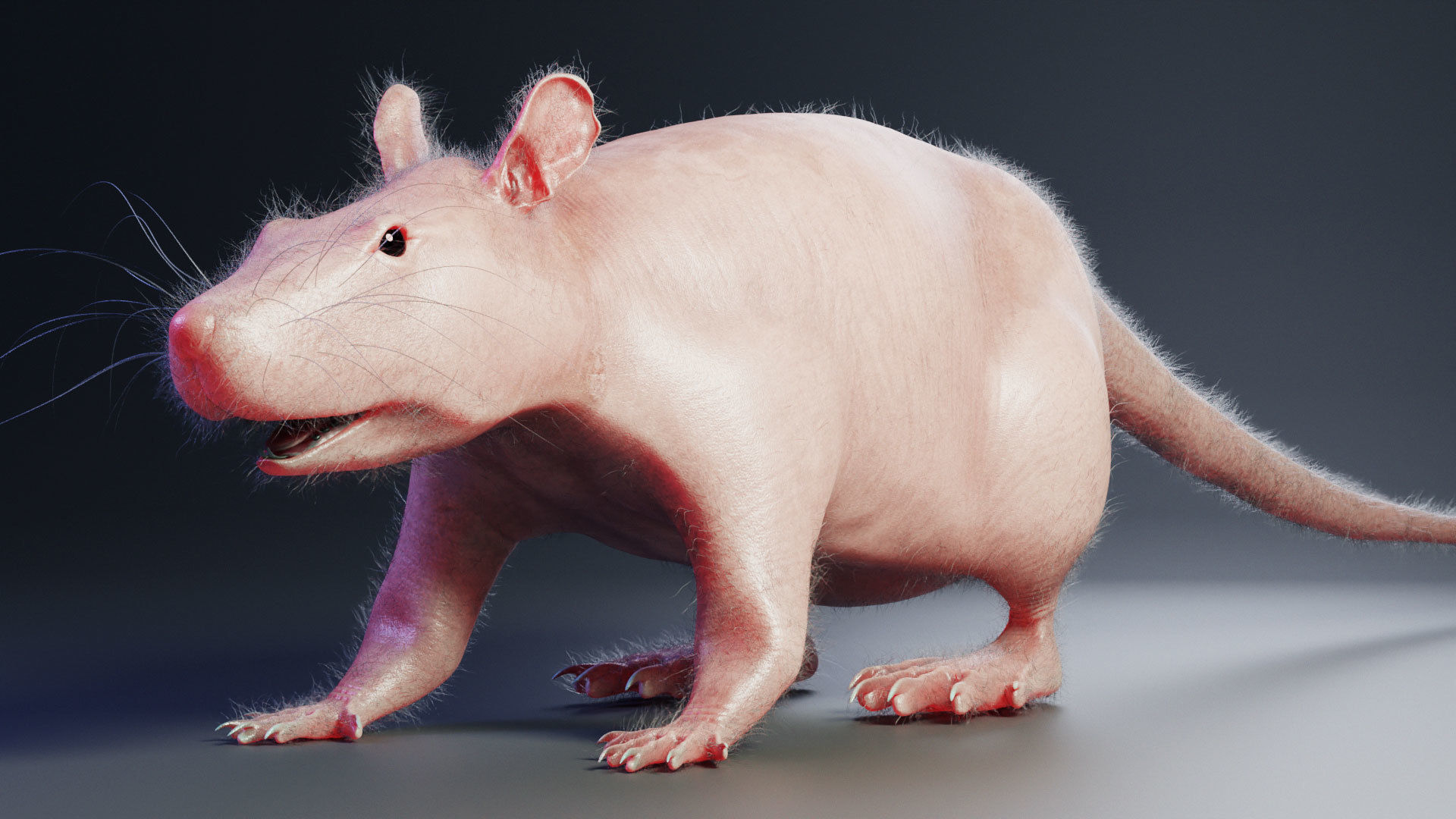 3D model Rat model VR / AR / low-poly | CGTrader
