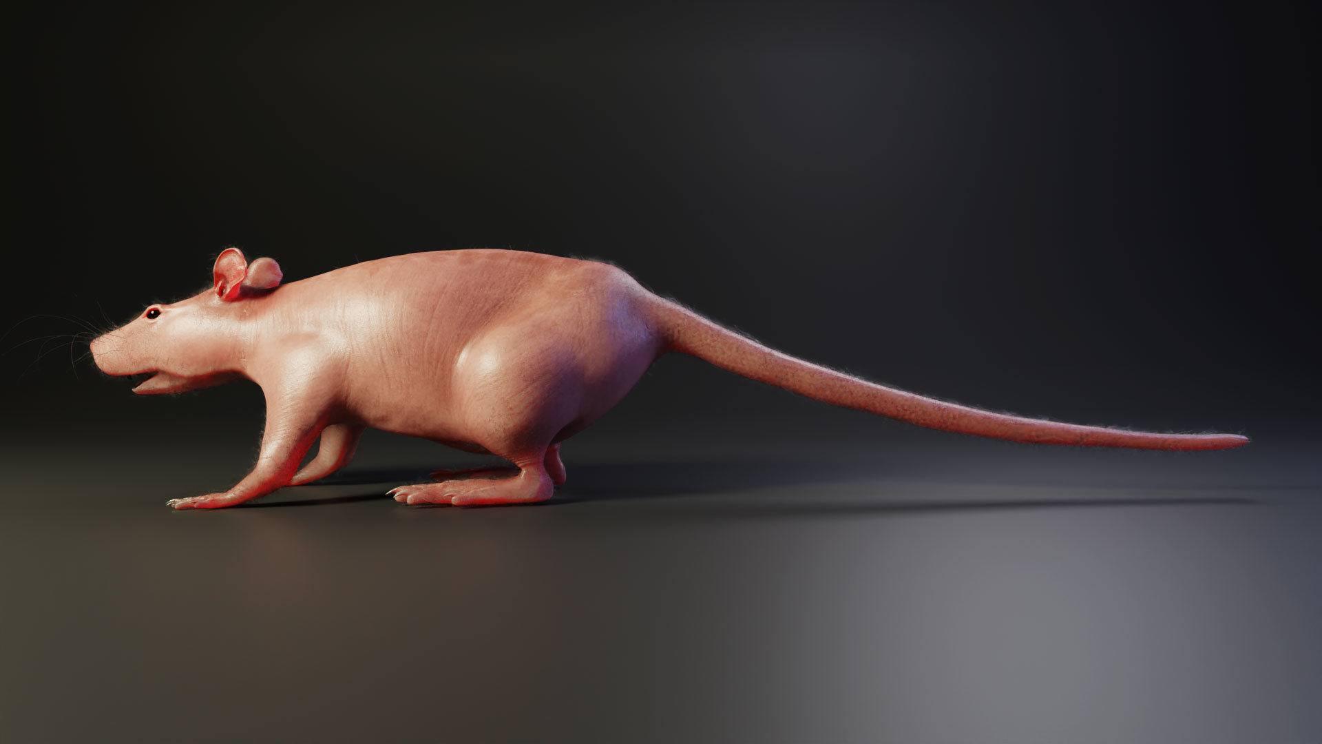 3D model Rat model VR / AR / low-poly | CGTrader