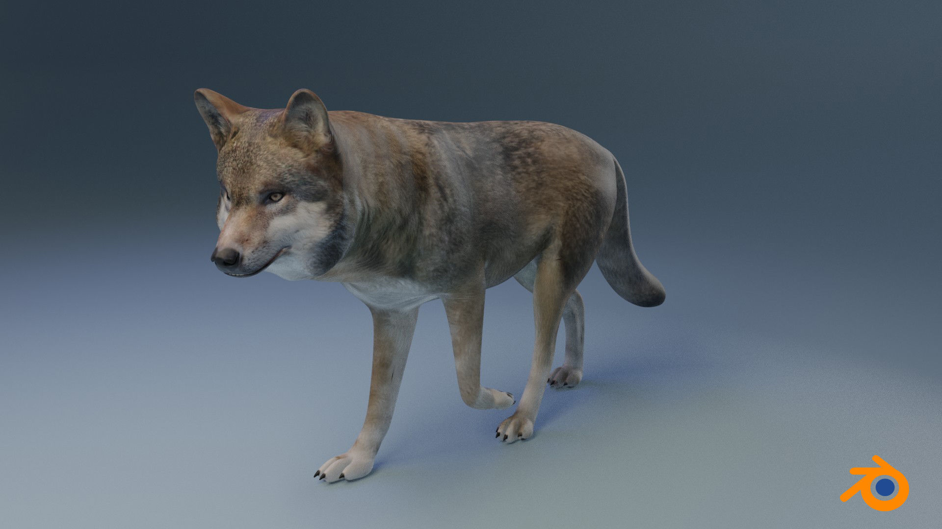 3D model Gray wolf VR / AR / low-poly rigged animated | CGTrader