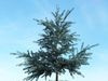 Natural Indian Tree 3D model | CGTrader