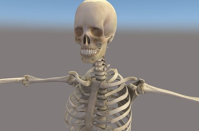Human Skelton free 3D model | CGTrader