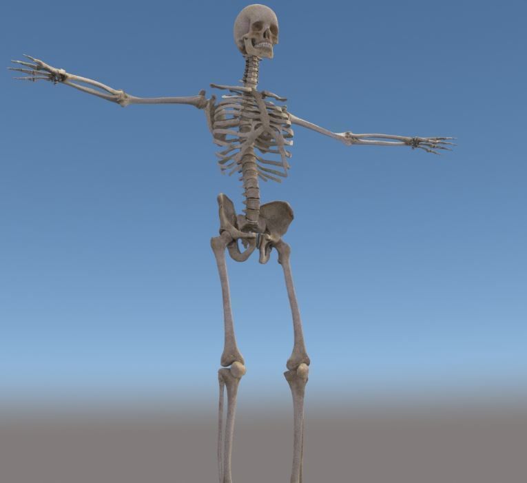 Human Skelton free 3D model | CGTrader