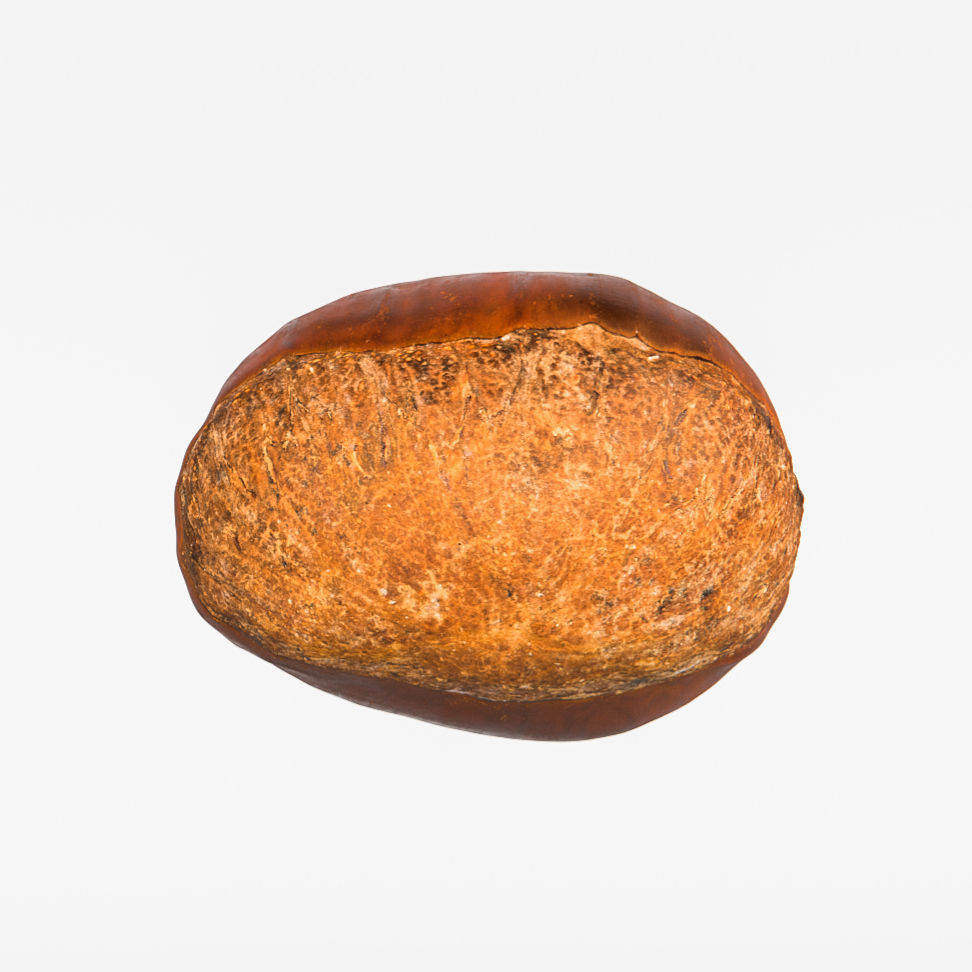 Chestnut 001 3D model | CGTrader