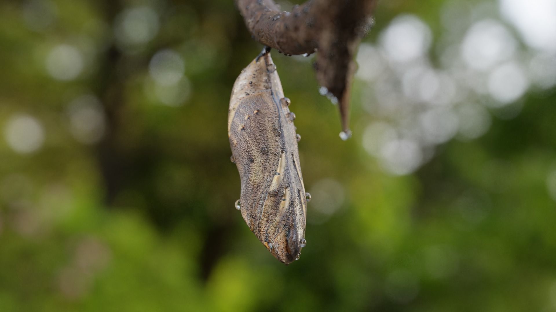 3D model Butterfly cocoon VR / AR / low-poly | CGTrader