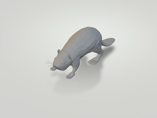 Beaver free 3D model | CGTrader