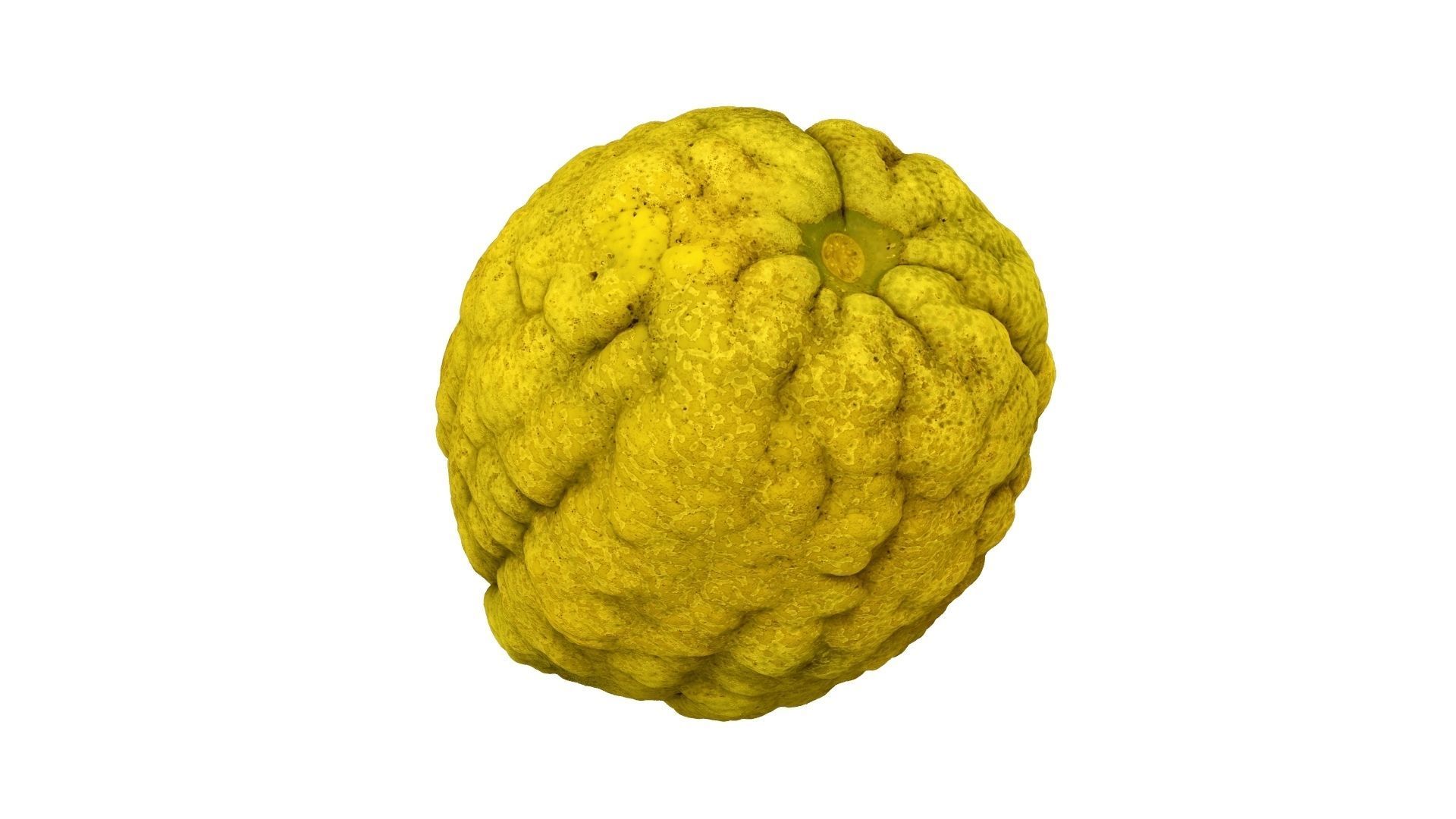Citron Citrus medica - Extreme Definition Scanned 3D model | CGTrader