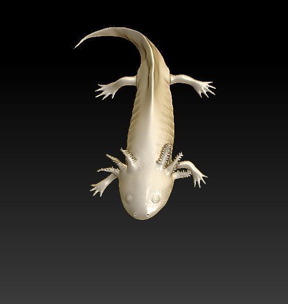 Axolotl 3D model 3D printable | CGTrader