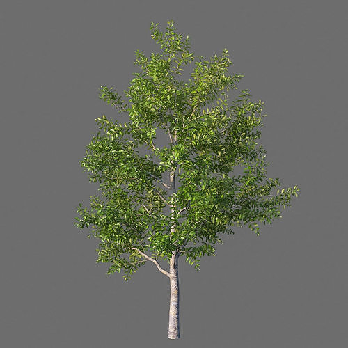XfrogPlants Beeftree - Guapira Discolor 3D model | CGTrader