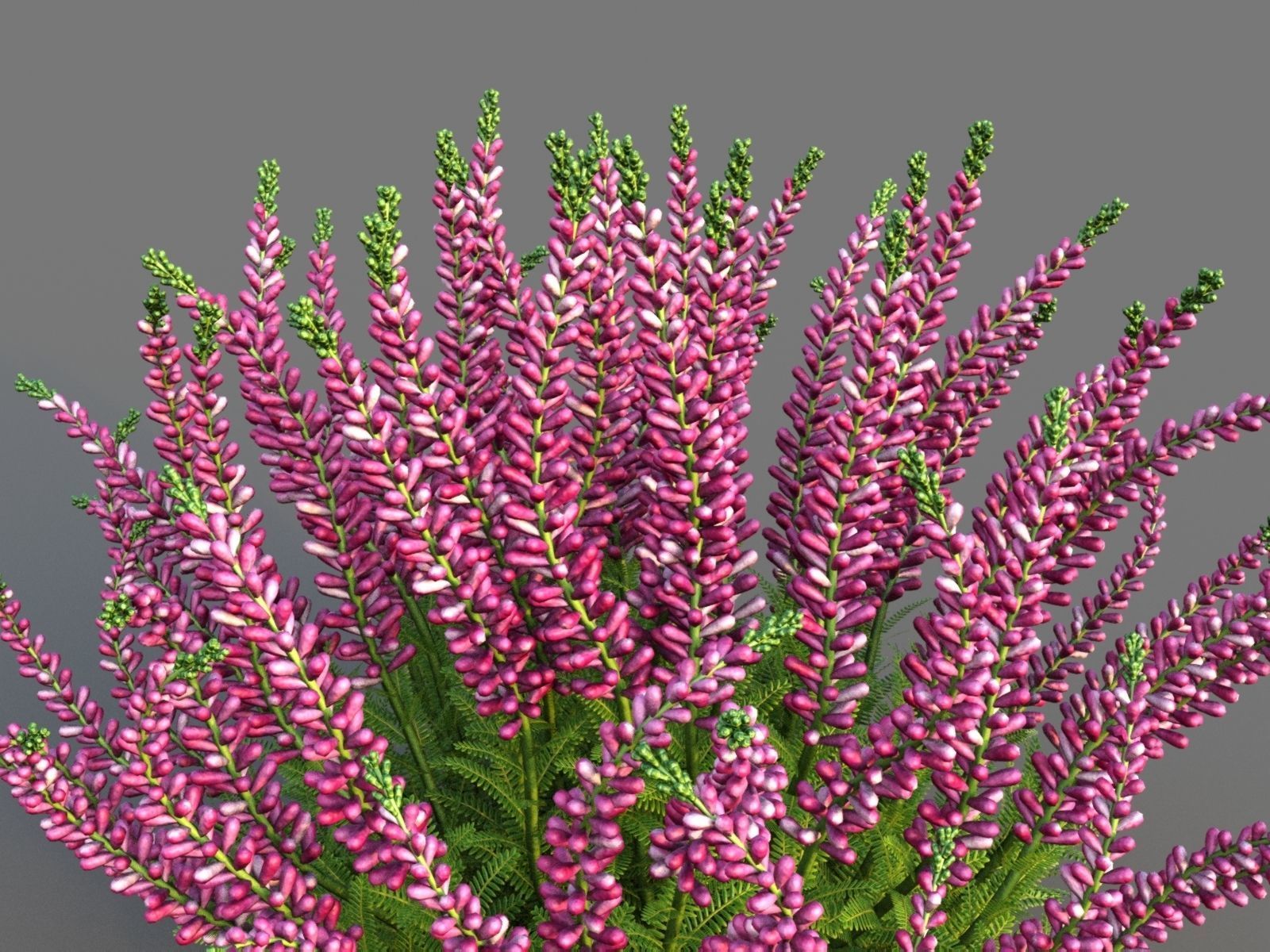 XfrogPlants Heather 3D model animated | CGTrader