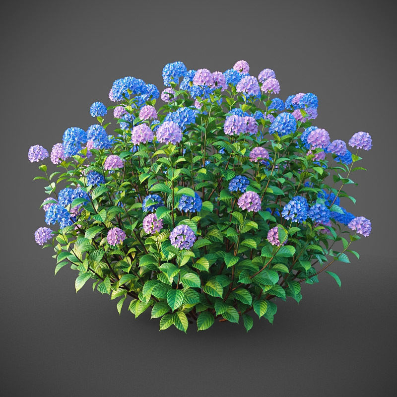 XfrogPlants Hydrangea Macrophylla 3D model animated | CGTrader