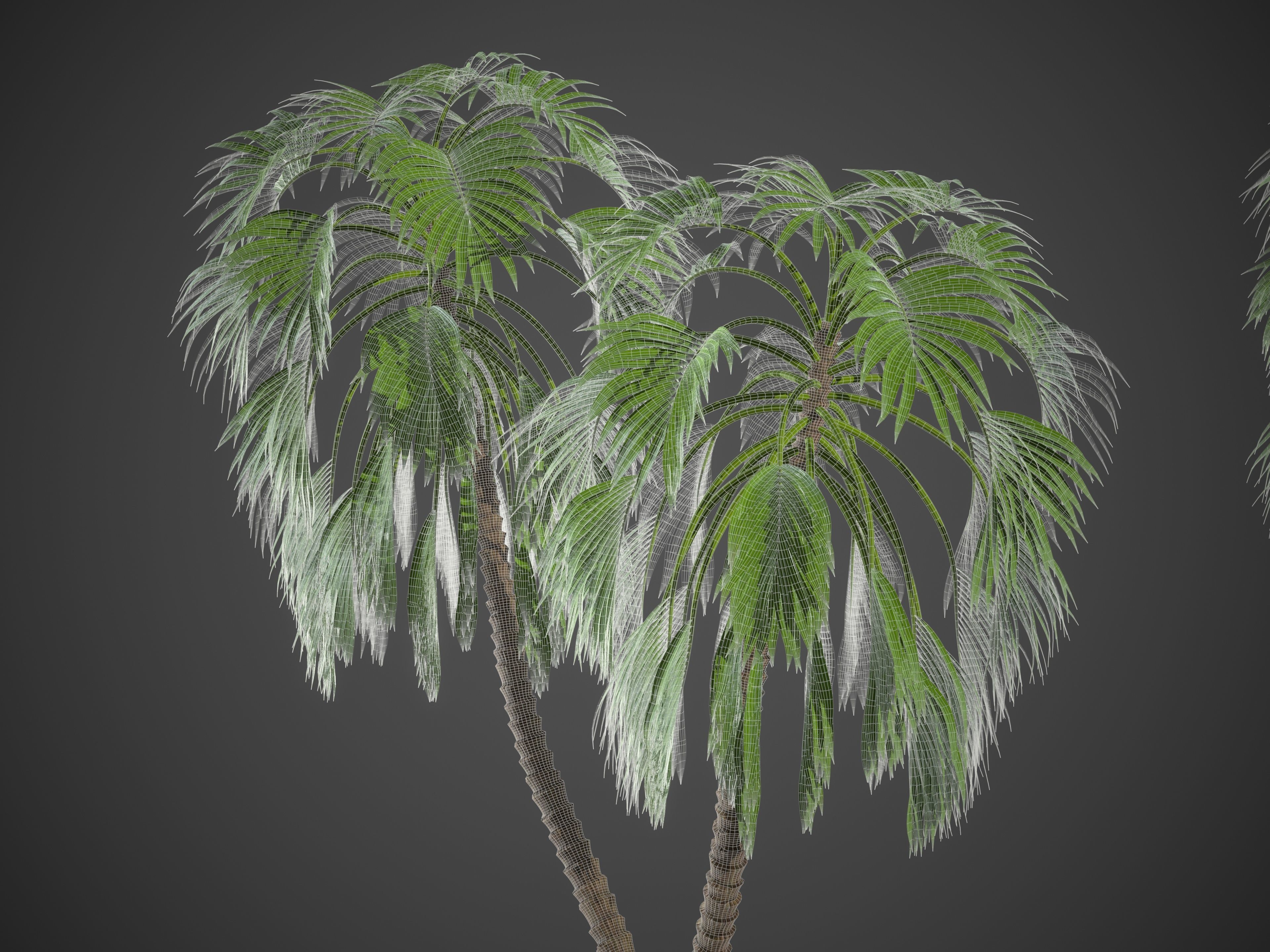 XfrogPlants Doum Palm - Hyphaene Thebaica 3D model animated | CGTrader