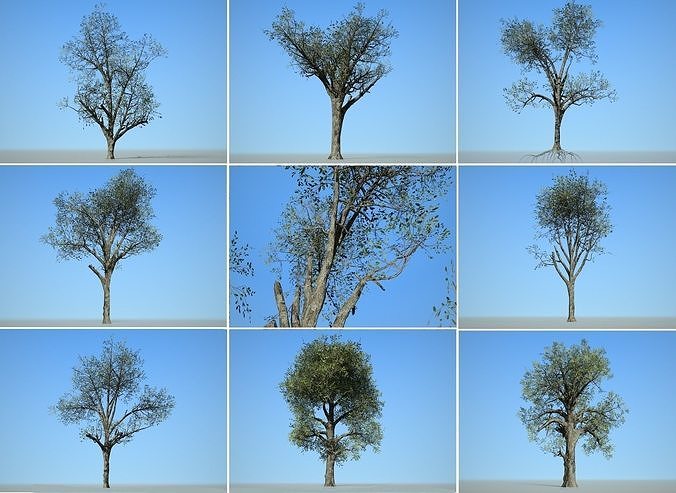 Tree Collection 001 VR / AR / low-poly | CGTrader