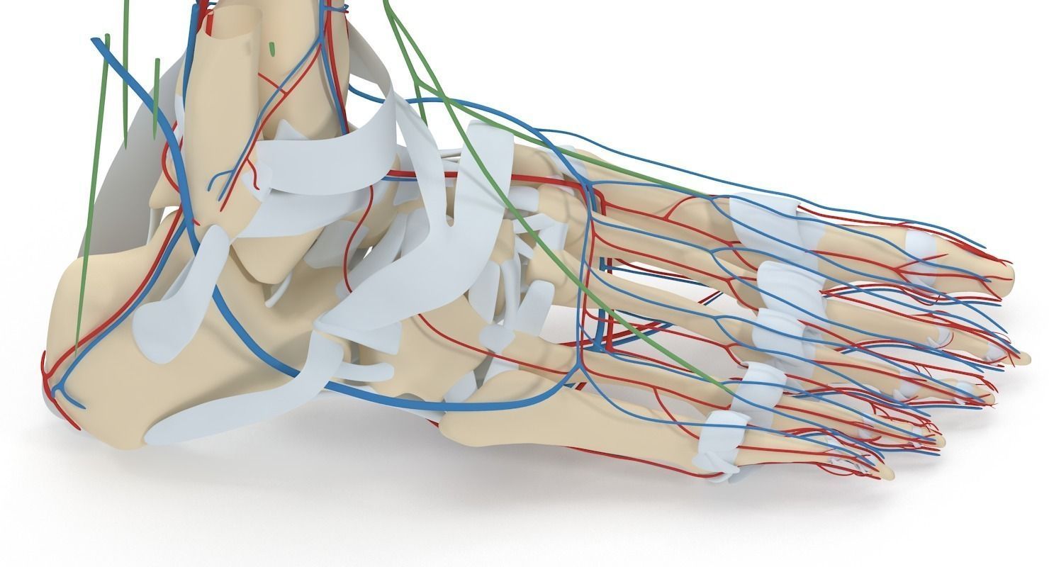 Complete Foot Anatomy 3D Model MAX OBJ 3DS FBX MA MB MTL - CGTrader.com