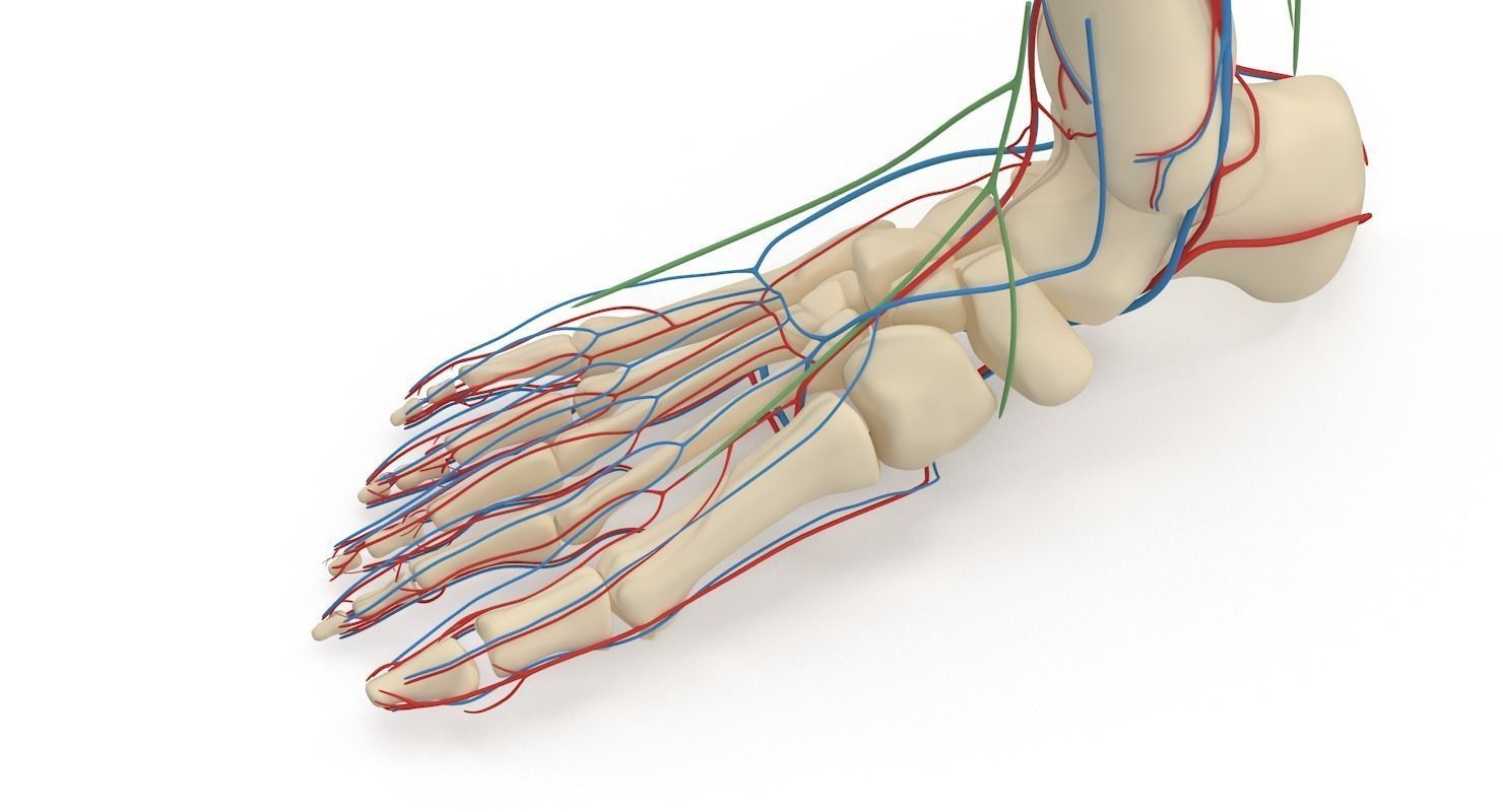 Complete Foot Anatomy 3D Model MAX OBJ 3DS FBX MA MB MTL - CGTrader.com