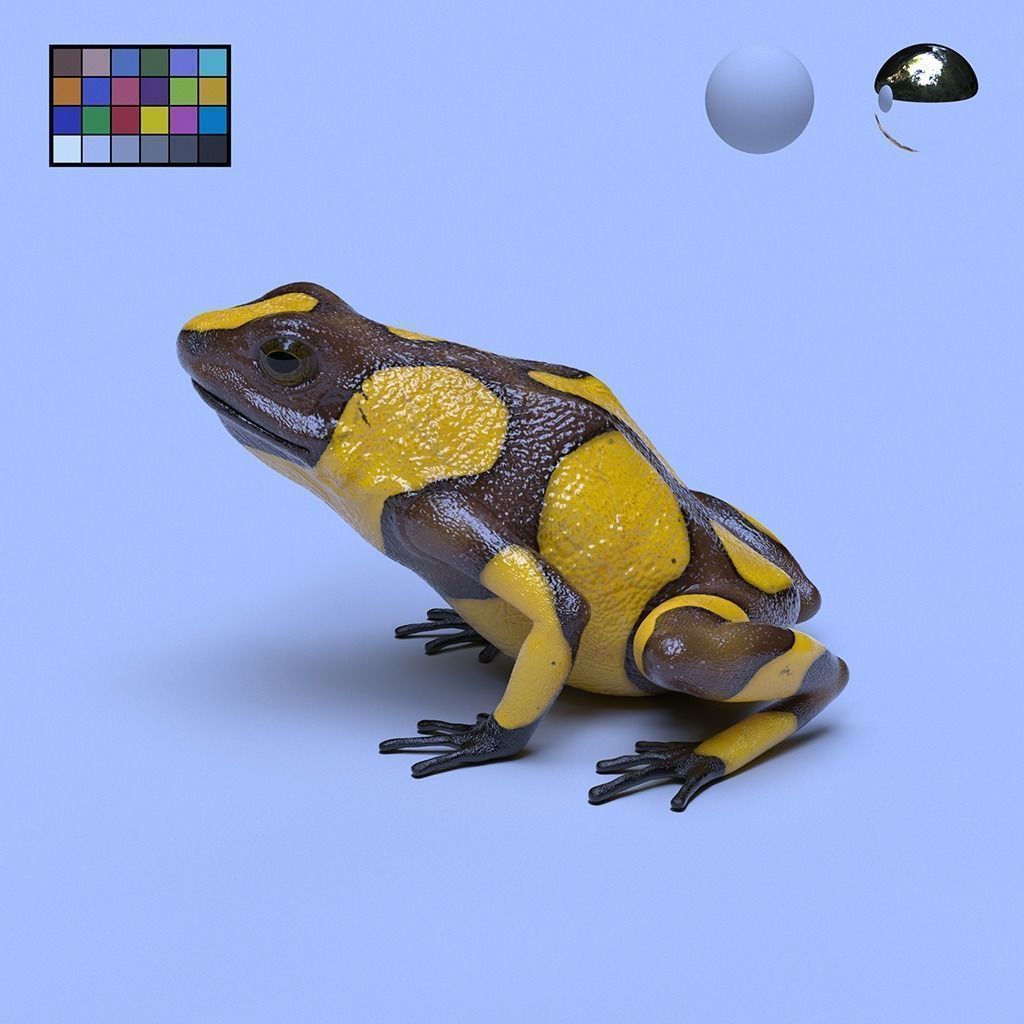 Poison Dart Frogs v3 - Package 3D model | CGTrader