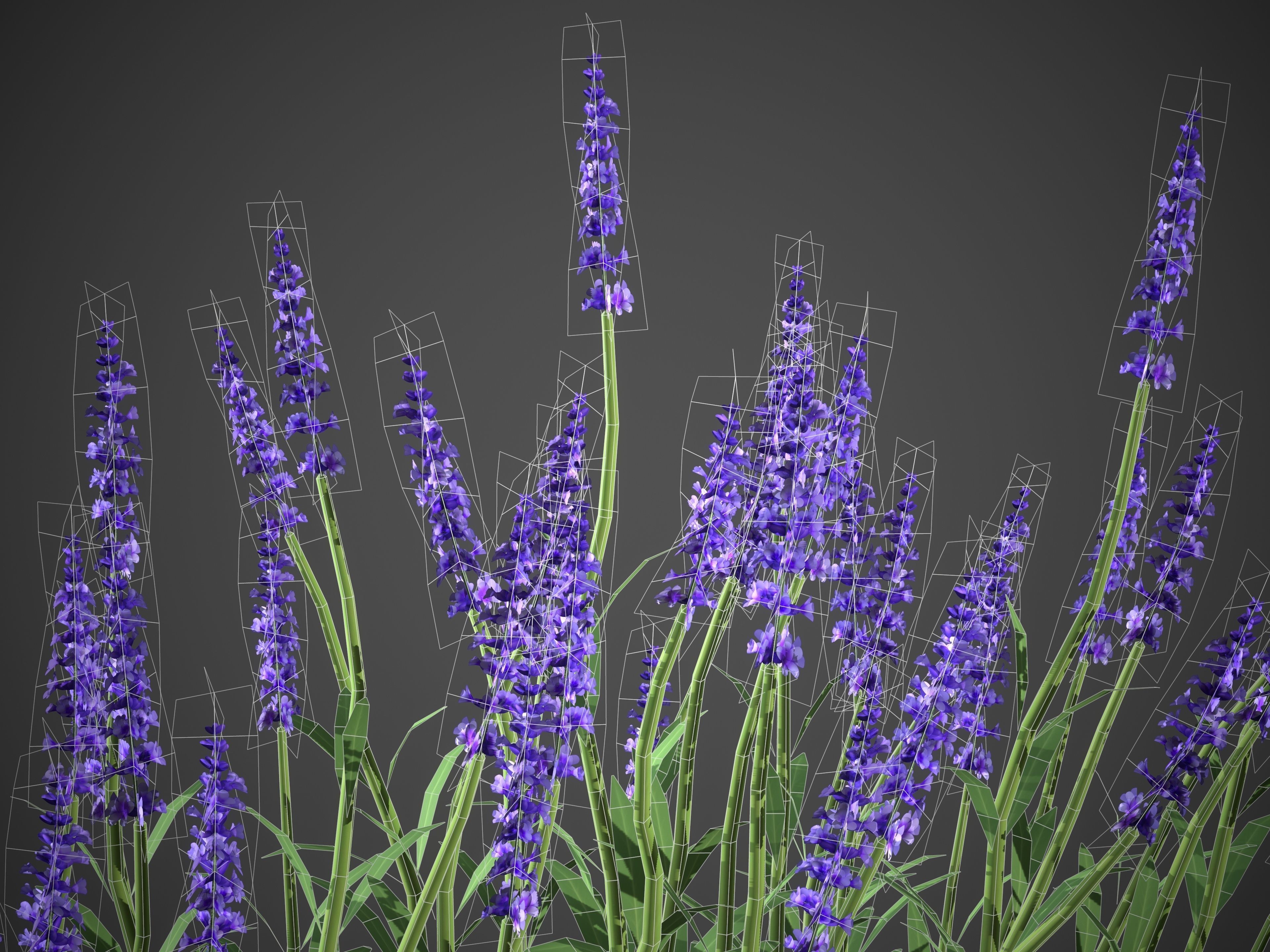 XfrogPlants Lavender - Lavandula Angustifolia 3D model animated | CGTrader
