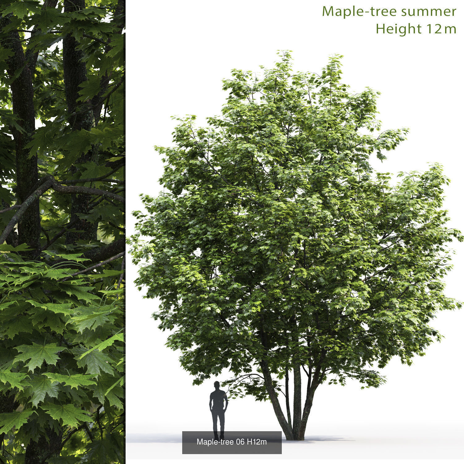 Maple tree pack 01 3D Model Collection | CGTrader