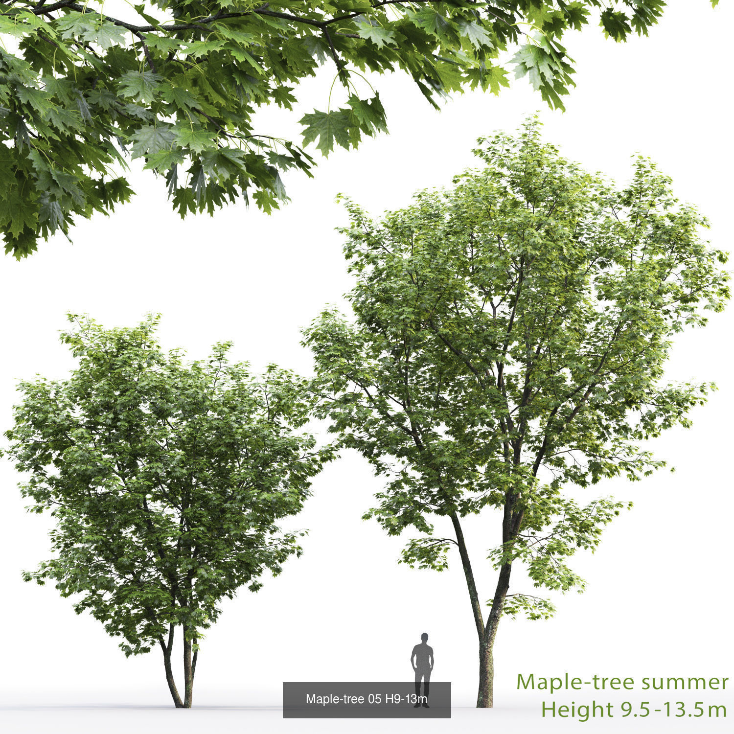 Maple tree pack 01 3D Model Collection | CGTrader