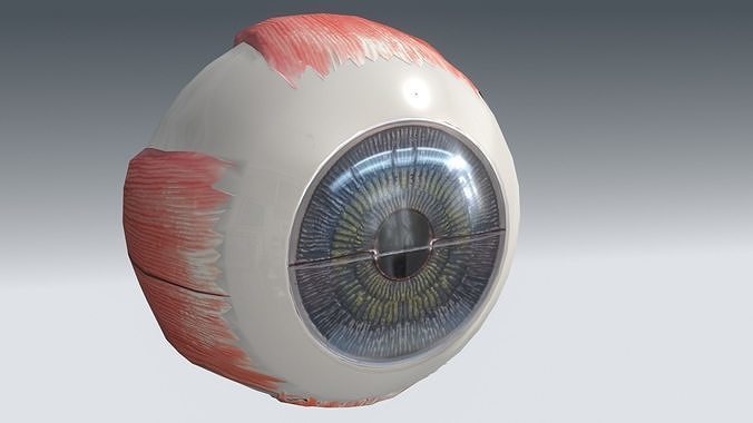 Eye Anatomy free 3D model | CGTrader