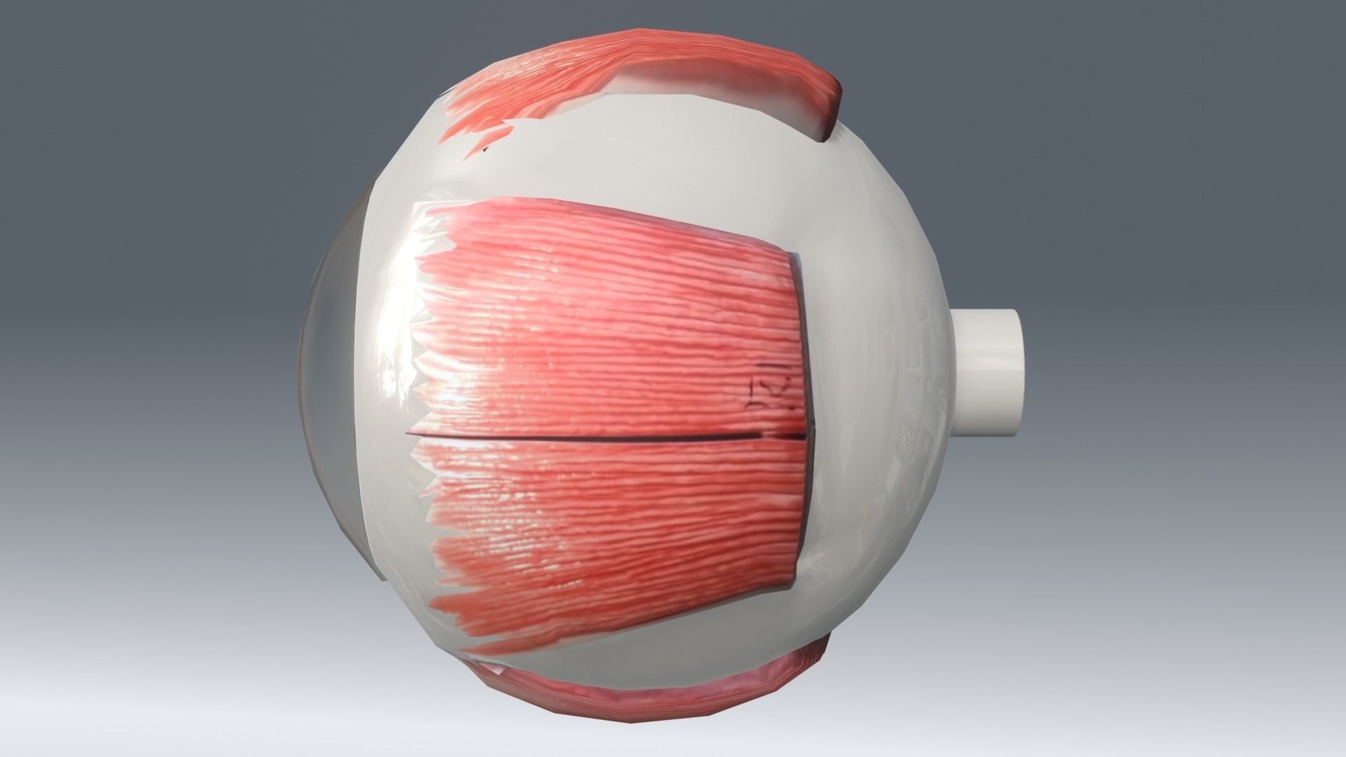 Eye Anatomy free 3D model | CGTrader