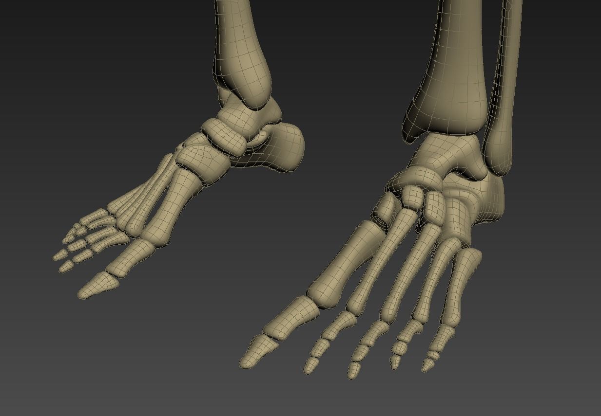 3D model Human anatomy Animated High Poly and lowpoly Unity included VR ...