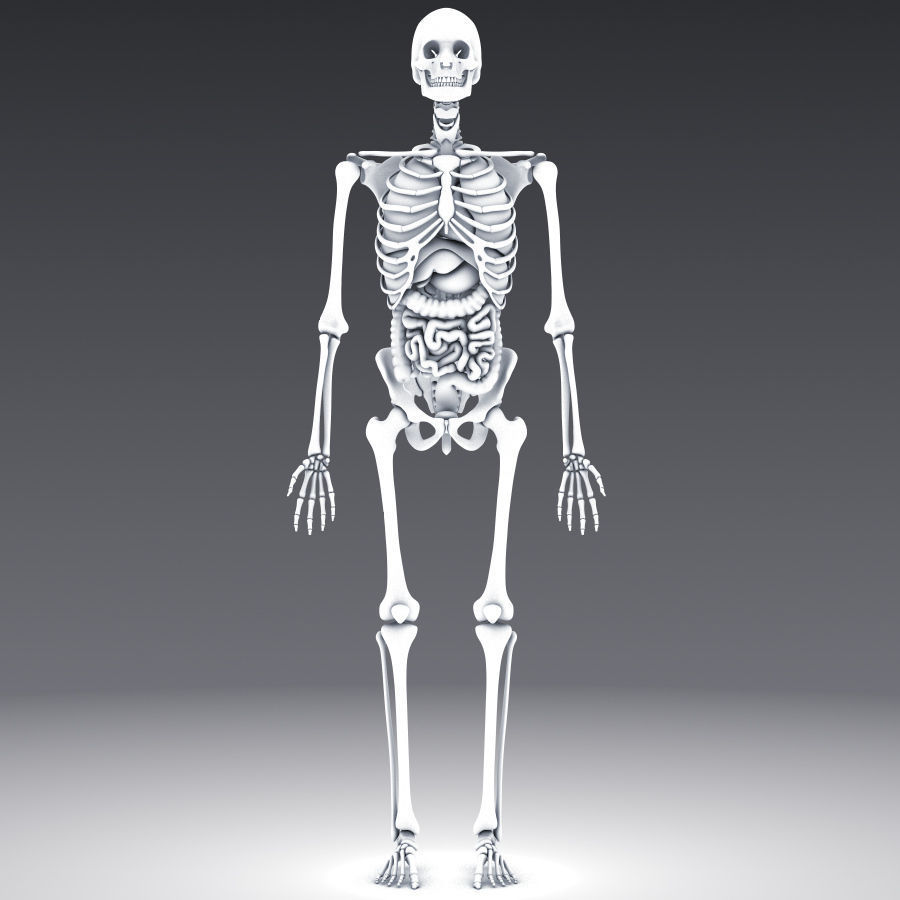3D model Human anatomy Animated High Poly and lowpoly Unity included VR ...