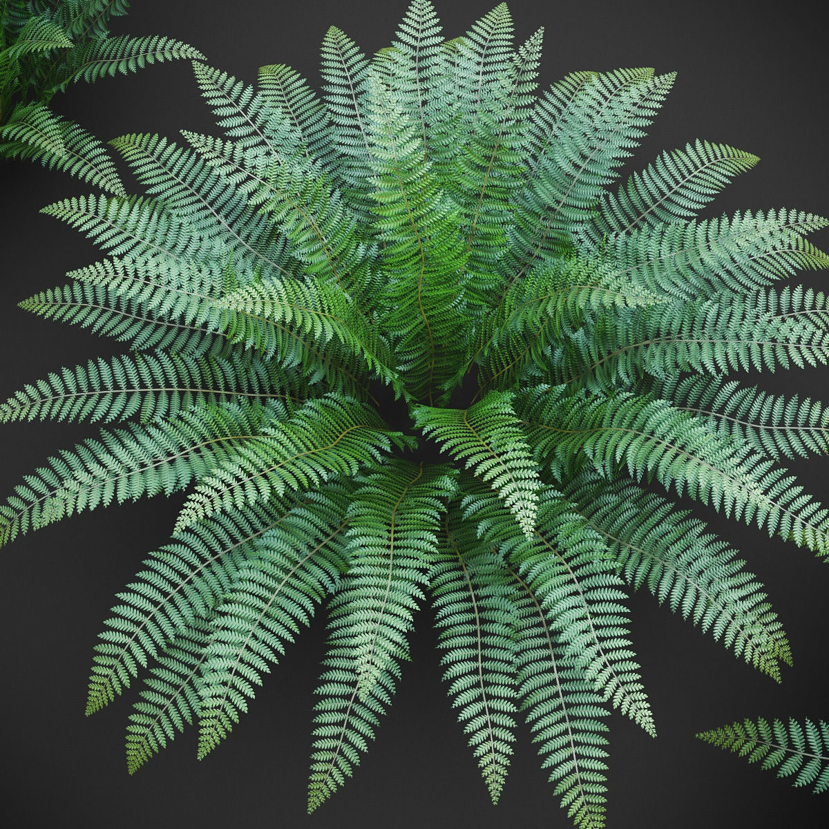 XfrogPlants Ostrich Fern - Matteuccia Struthiopteris free 3D model ...