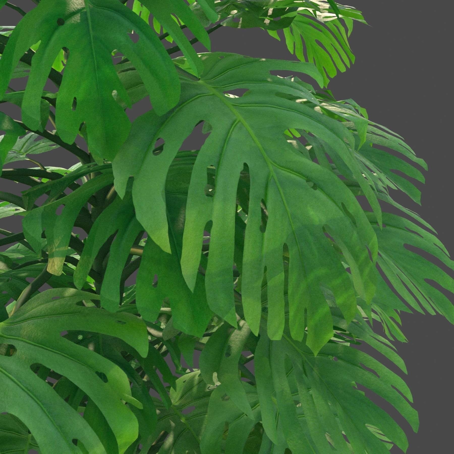 XfrogPlants Swiss Cheese Plant - Monsterra Deliciosa free 3D model ...