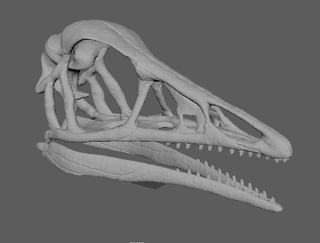 Archaeopteryx Skull