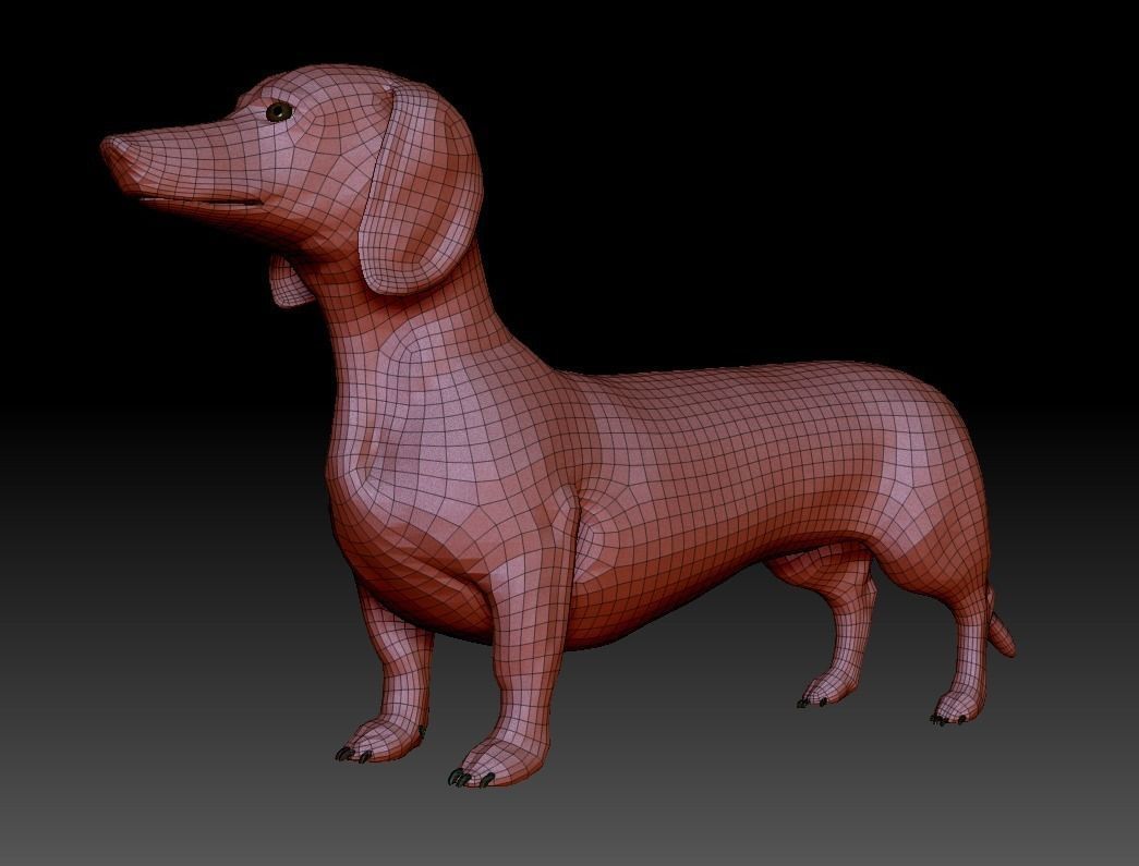 3D model Detailed Dachshund Dog VR / AR / low-poly | CGTrader