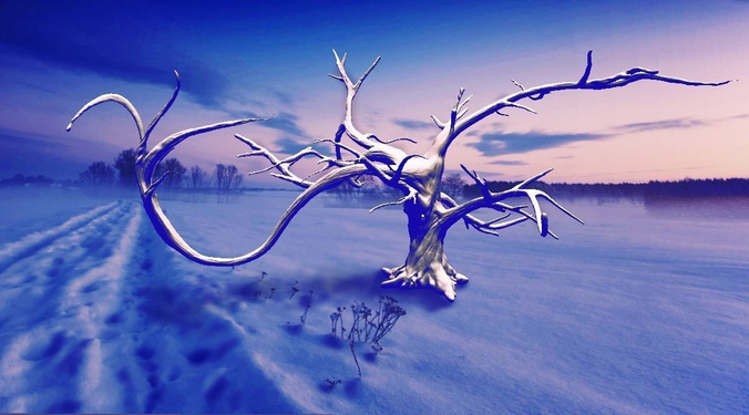Winter Tree free 3D model | CGTrader