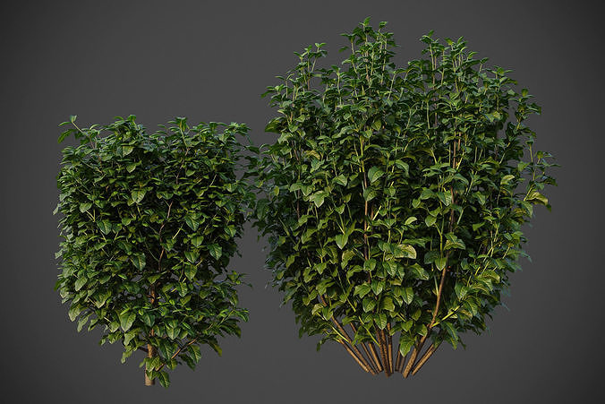 XfrogPlants Cherry Laurel - Prunus Laurocerasus 3D model animated ...